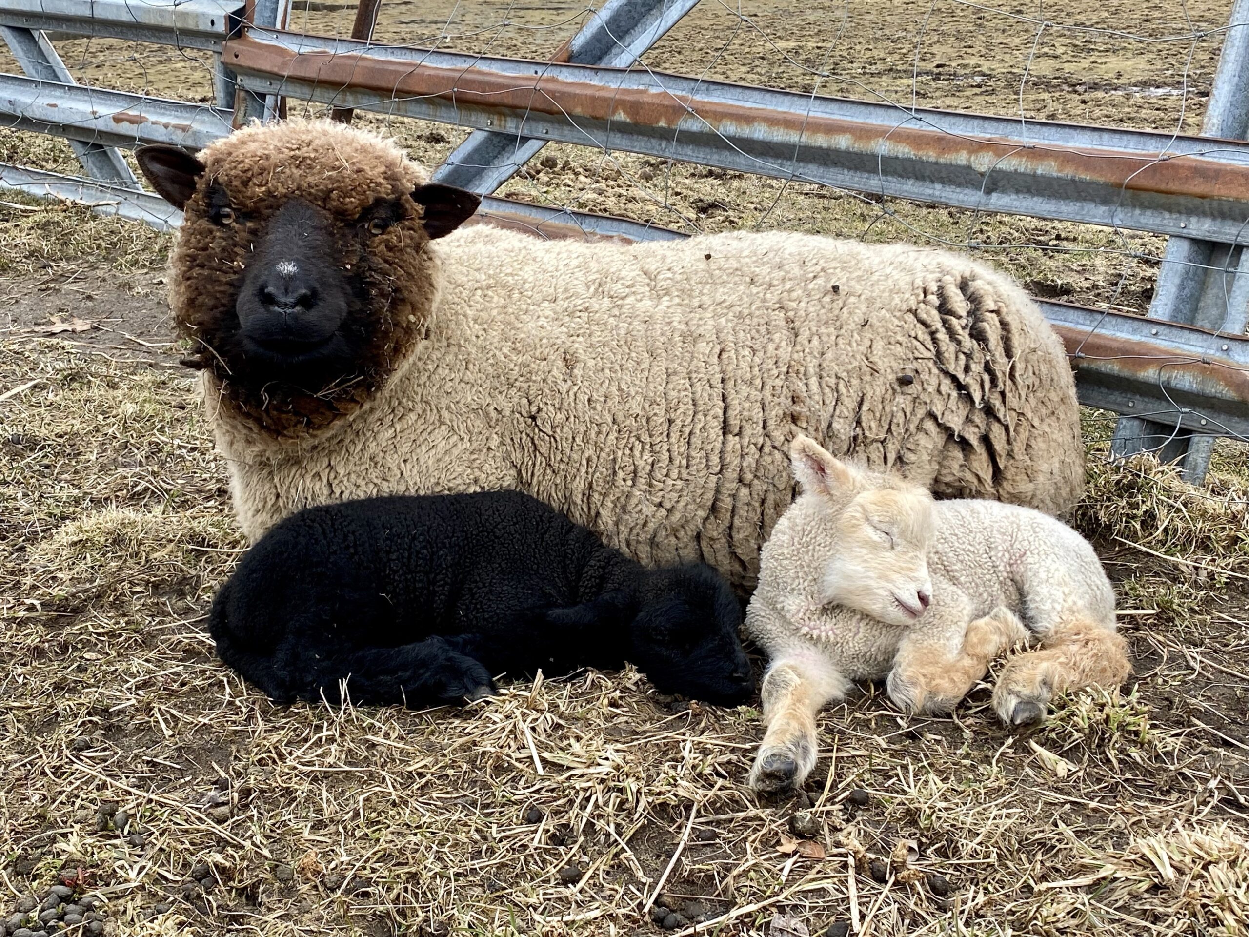 Springtime Lambs - Sweetser